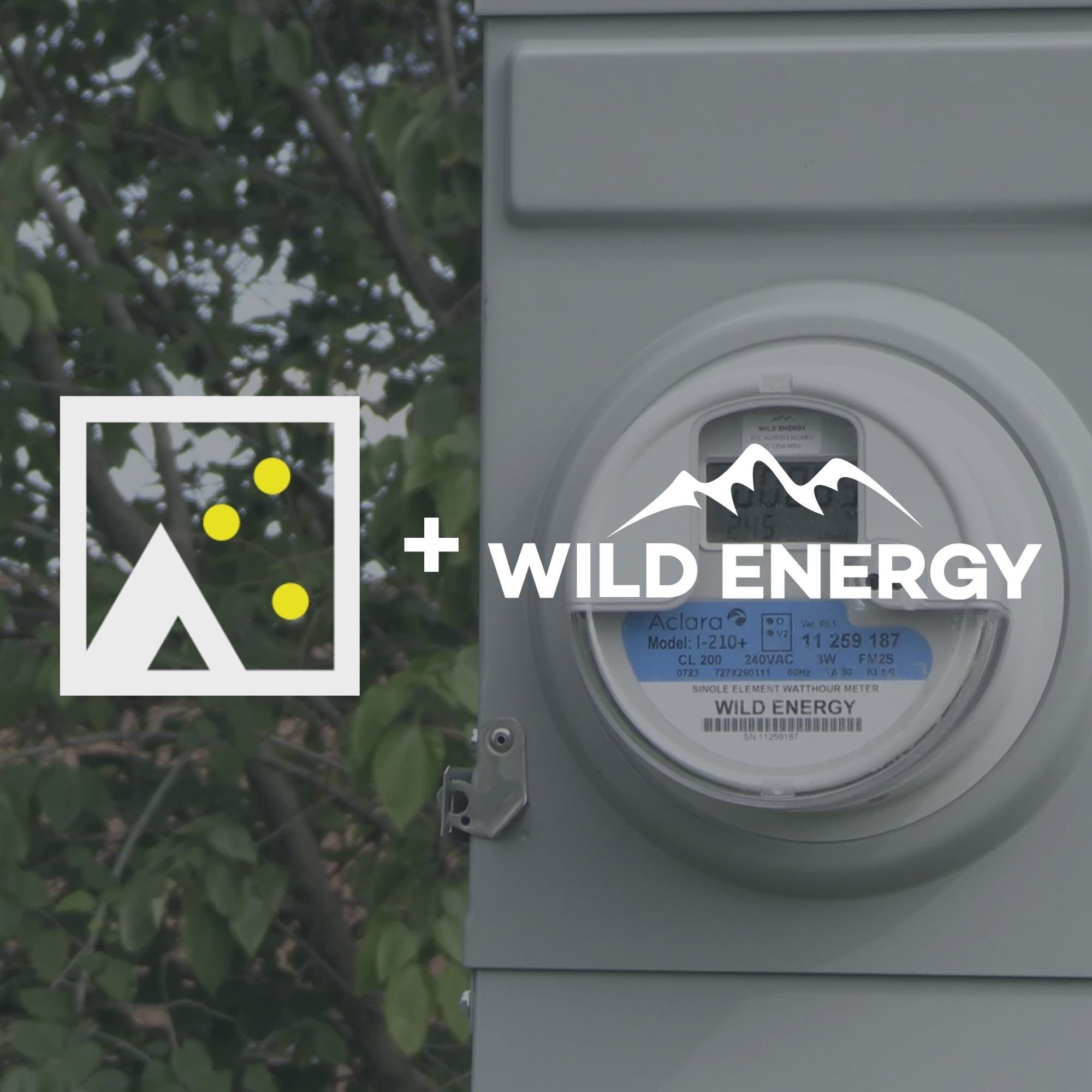 Firefly and Wild Energy